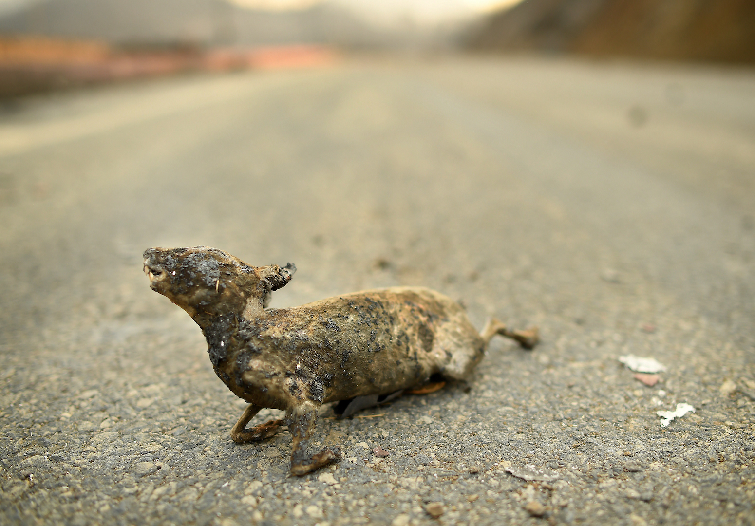 Photos capture the utter devastation from the deadliest wildfires in ... Photos capture the utter devastation from the deadliest wildfires in ...