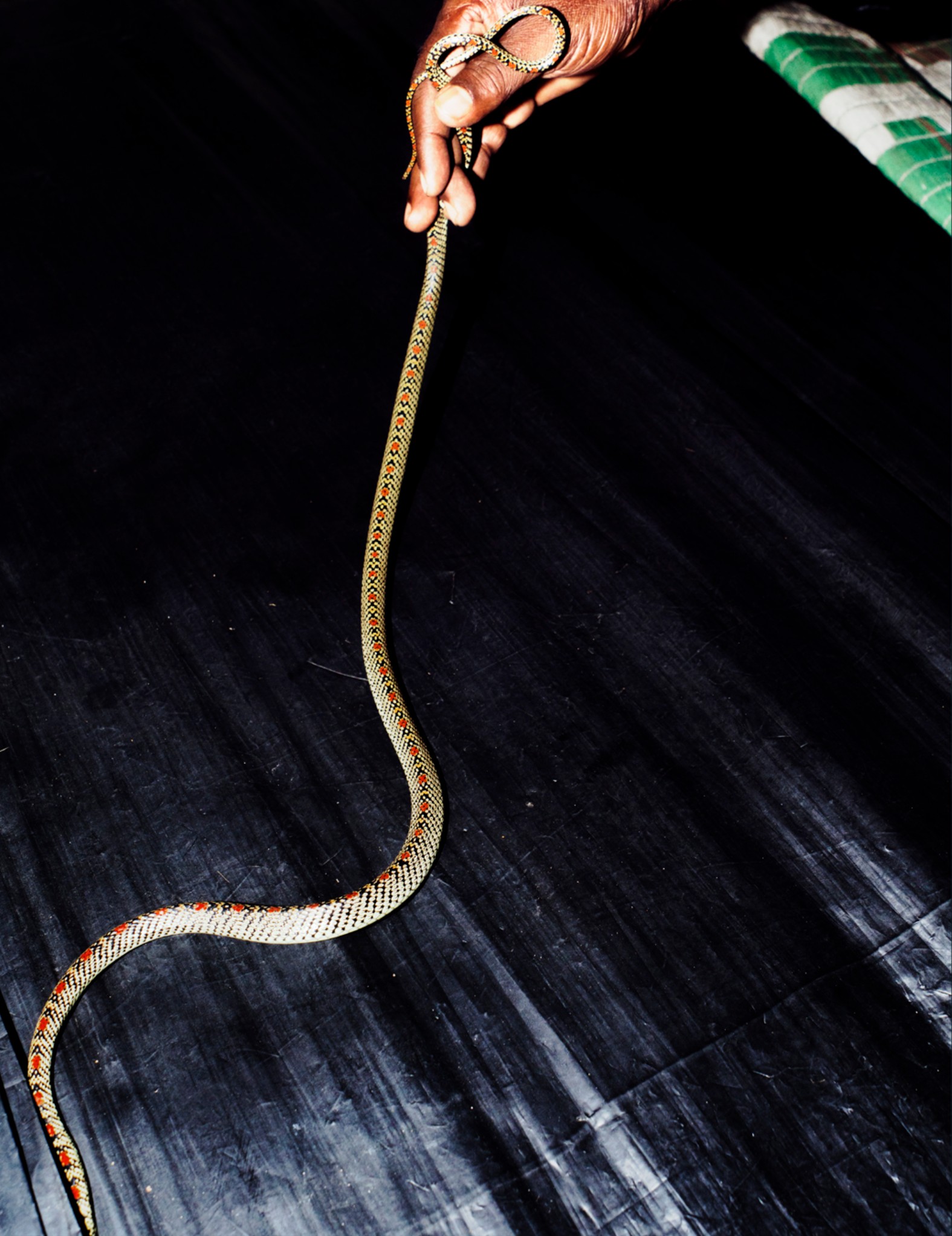 Goa, India, credit to photographer Sohrab Hura. Whats the snake called ...