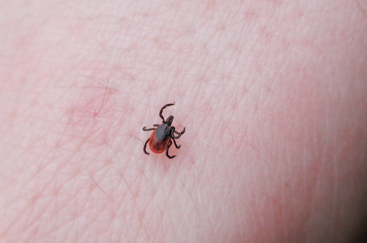 the-bizarre-chain-of-events-that-led-to-an-unusual-number-of-ticks-this-summer-vice