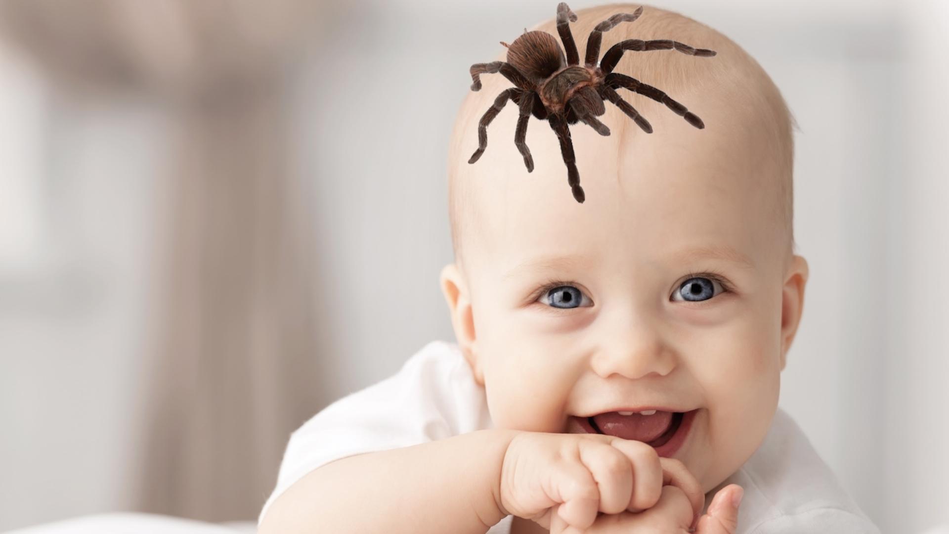 Baby's bewijzen dat je angst voor spinnen en slangen totaal rationeel is Baby's bewijzen dat je angst voor spinnen en slangen totaal rationeel is