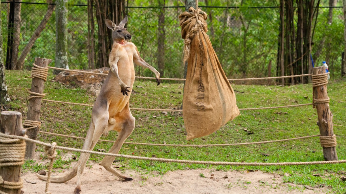 Man Hunts Kangaroo, Kangaroo Breaks Man's Face - VICE Man Hunts Kangaroo, Kangaroo Breaks Man's Face - VICE