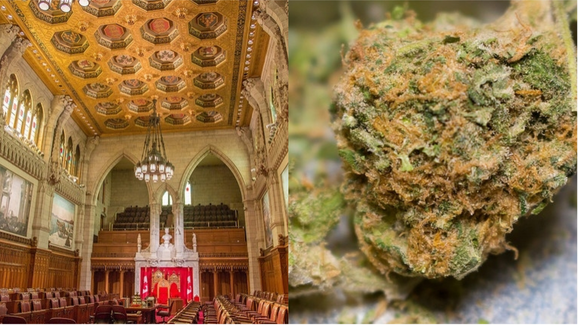 What You Need To Know About The Senates Amendments To Canadas Weed Bill