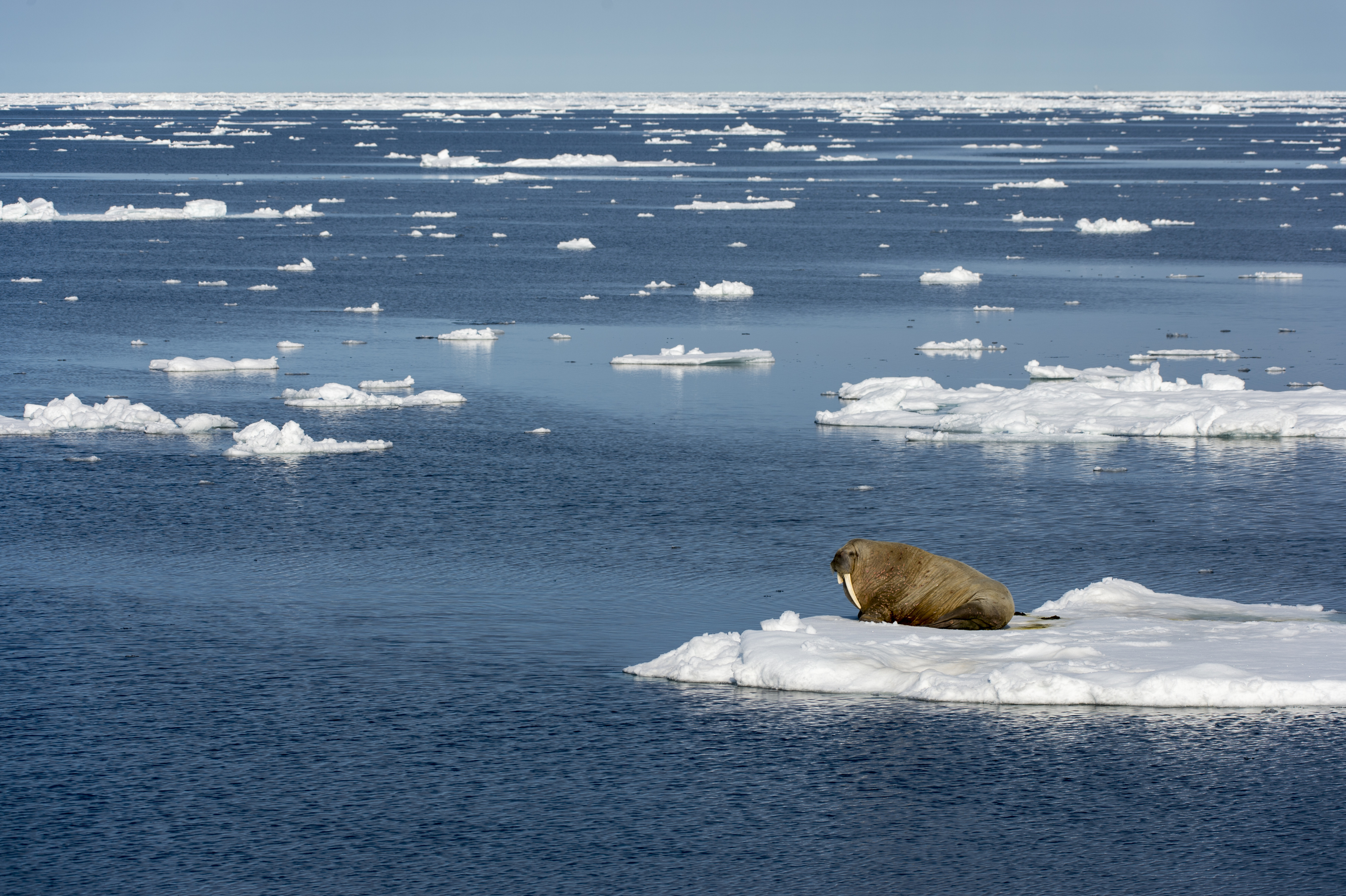 Arctic Sea Ice Isnt Freezing In October For The First Time On Record
