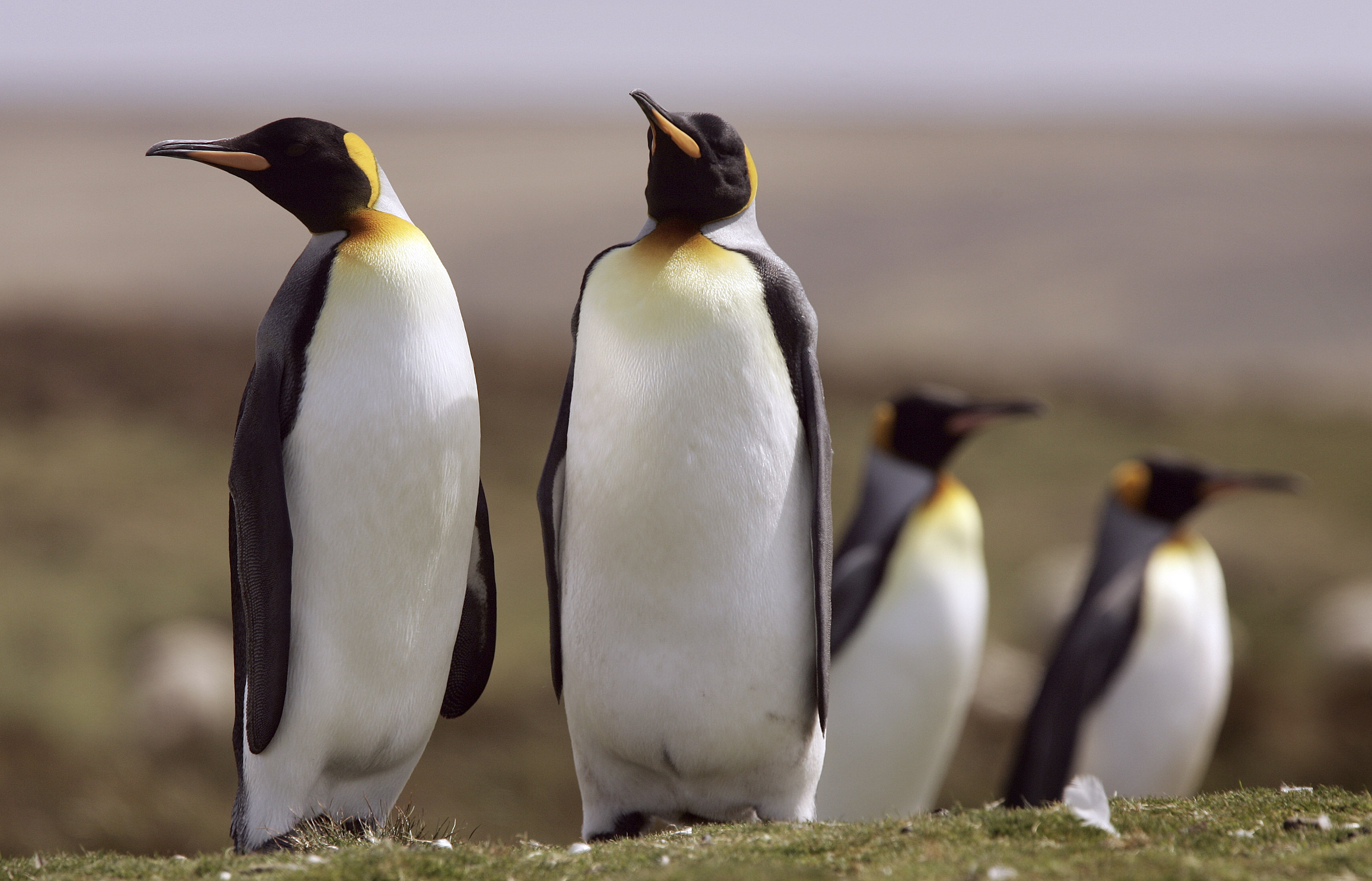 Scientists Dug Through 5,000 Years of Penguin Poo And Found a Chilling ... Scientists Dug Through 5,000 Years of Penguin Poo And Found a Chilling ...