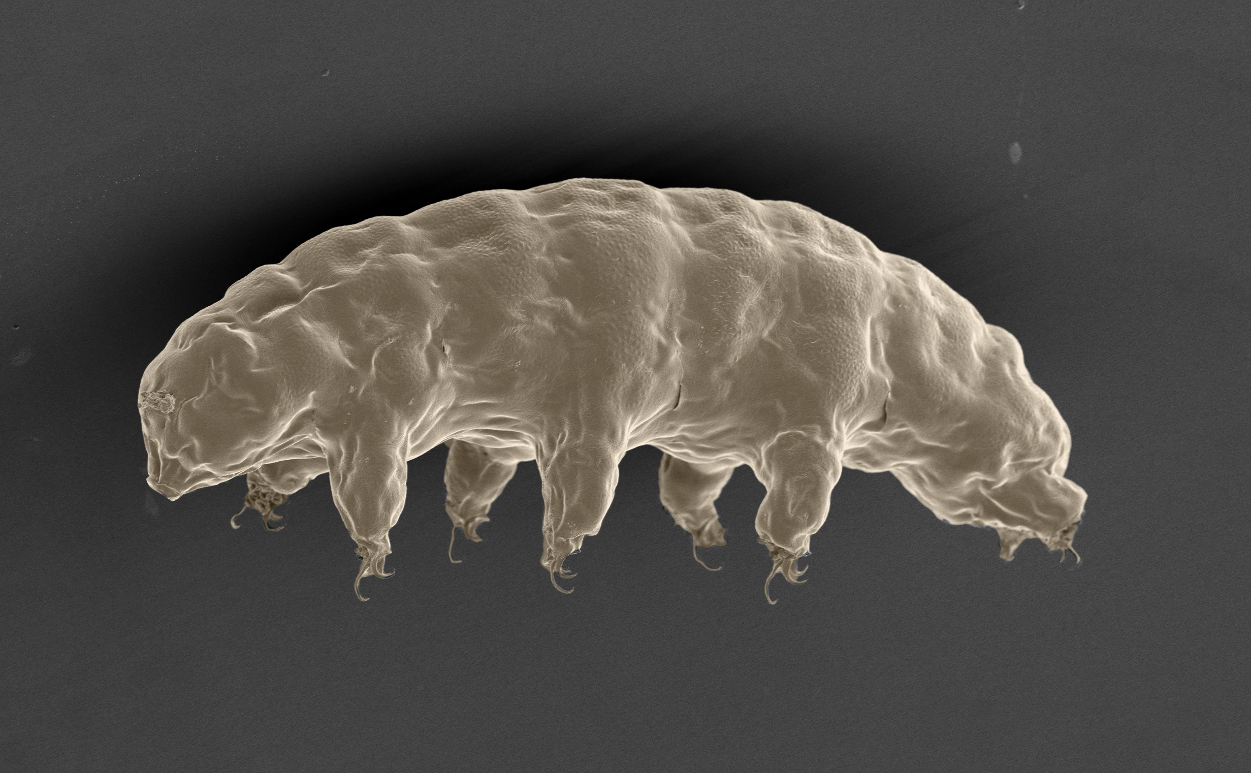 Scientists Reveal How Tardigrades Can Survive Decades Without Water