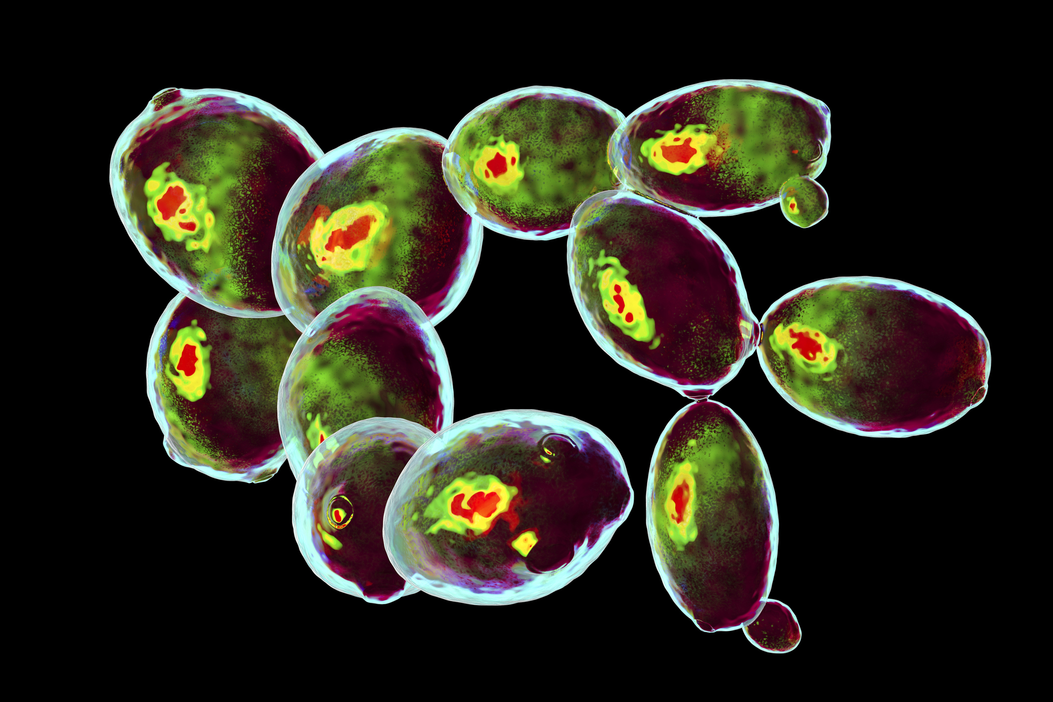 Scientists Dramatically Extend Cell Lifespan In Anti Aging Breakthrough Scientists Dramatically Extend Cell Lifespan In Anti Aging Breakthrough
